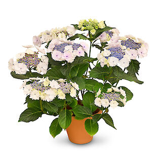 HOKO Breeding | The Hydrangea Creators
