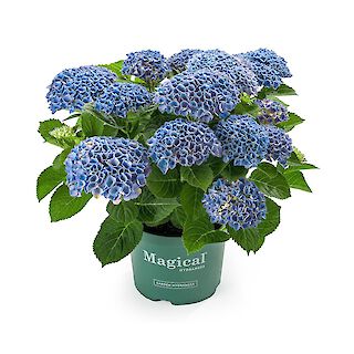 HOKO Breeding | The Hydrangea Creators