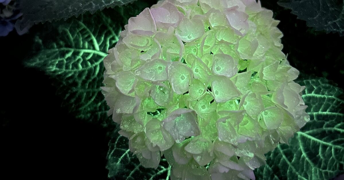 Glow-in-the-dark hydrangea | HOKO Breeding